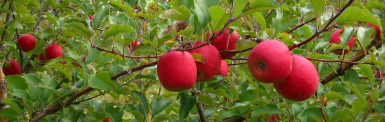 Apple Varieties | Solebury Orchards